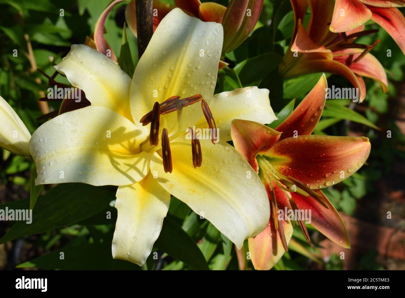 Lilium Conca d'Or et Montégo Bay Stock Photo - Alamy
