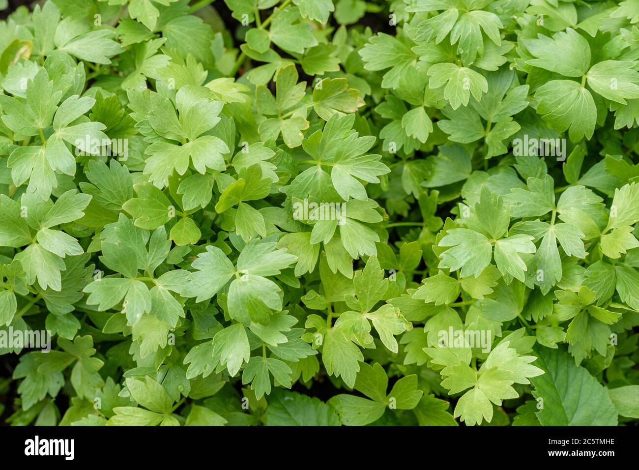 Parsley growing on bed hi-res stock photography and images - Alamy