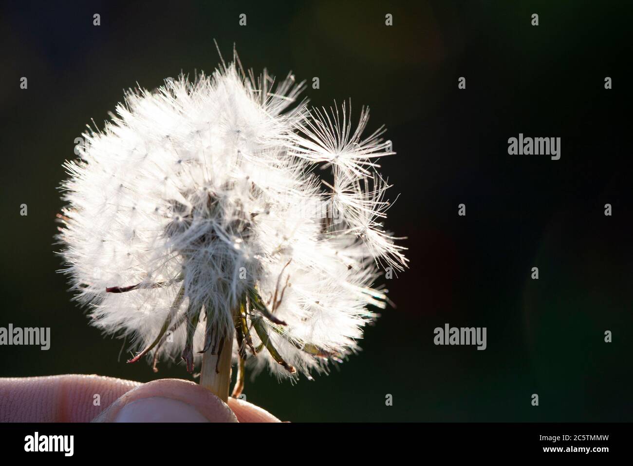 Dandelion seed head Stock Photo - Alamy