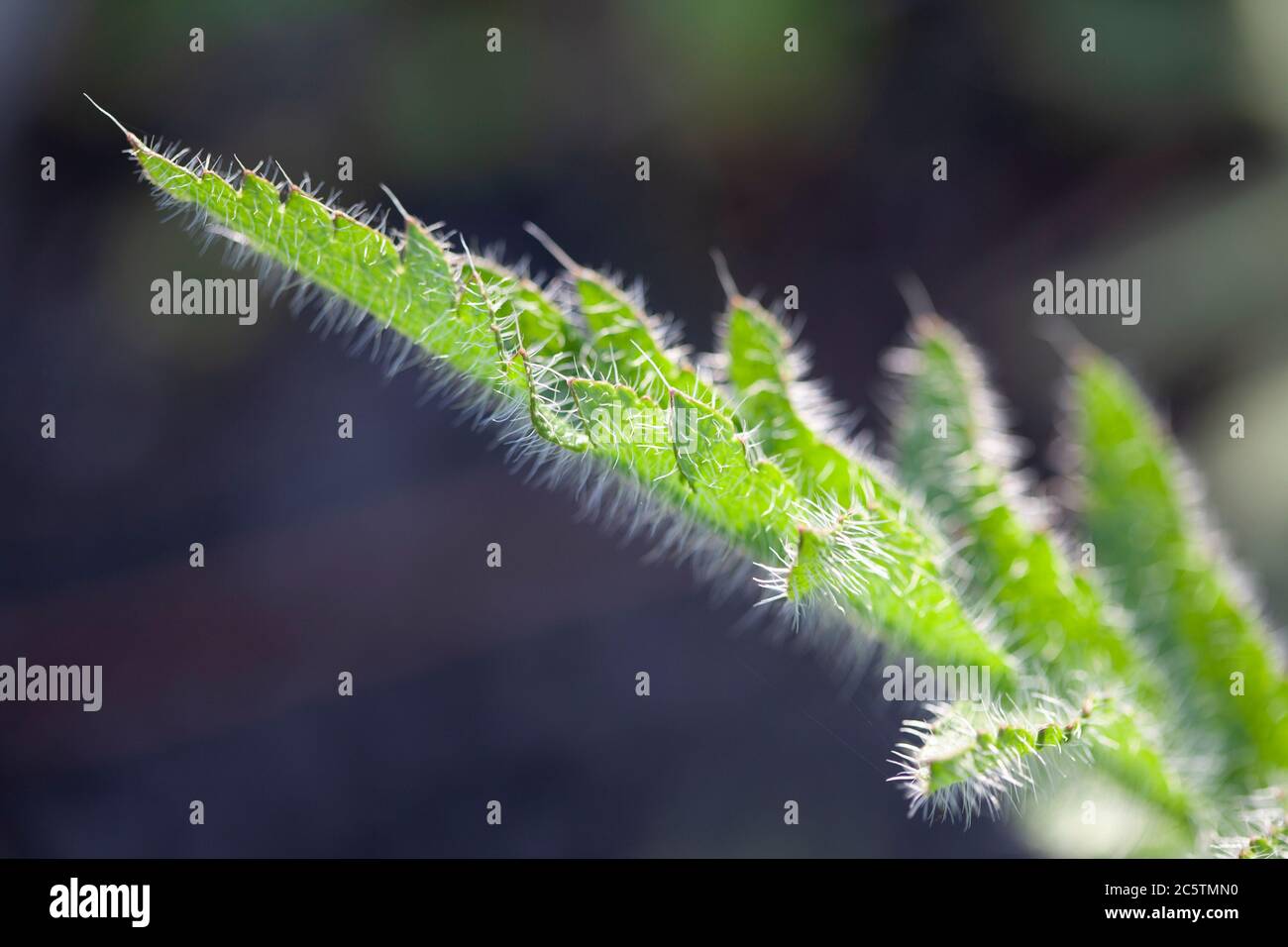 Backlit fern leaves hi-res stock photography and images - Alamy