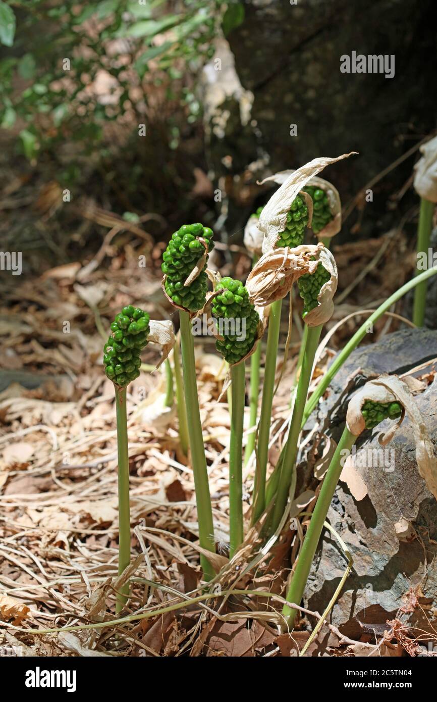 Wild flower dracunculus vulgaris araceae family crete island macro ...