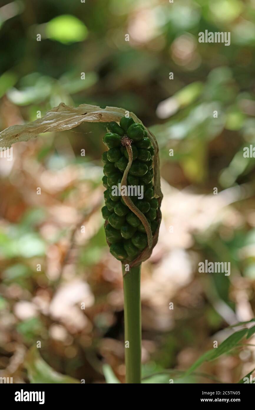 Wild flower dracunculus vulgaris araceae family crete island macro ...