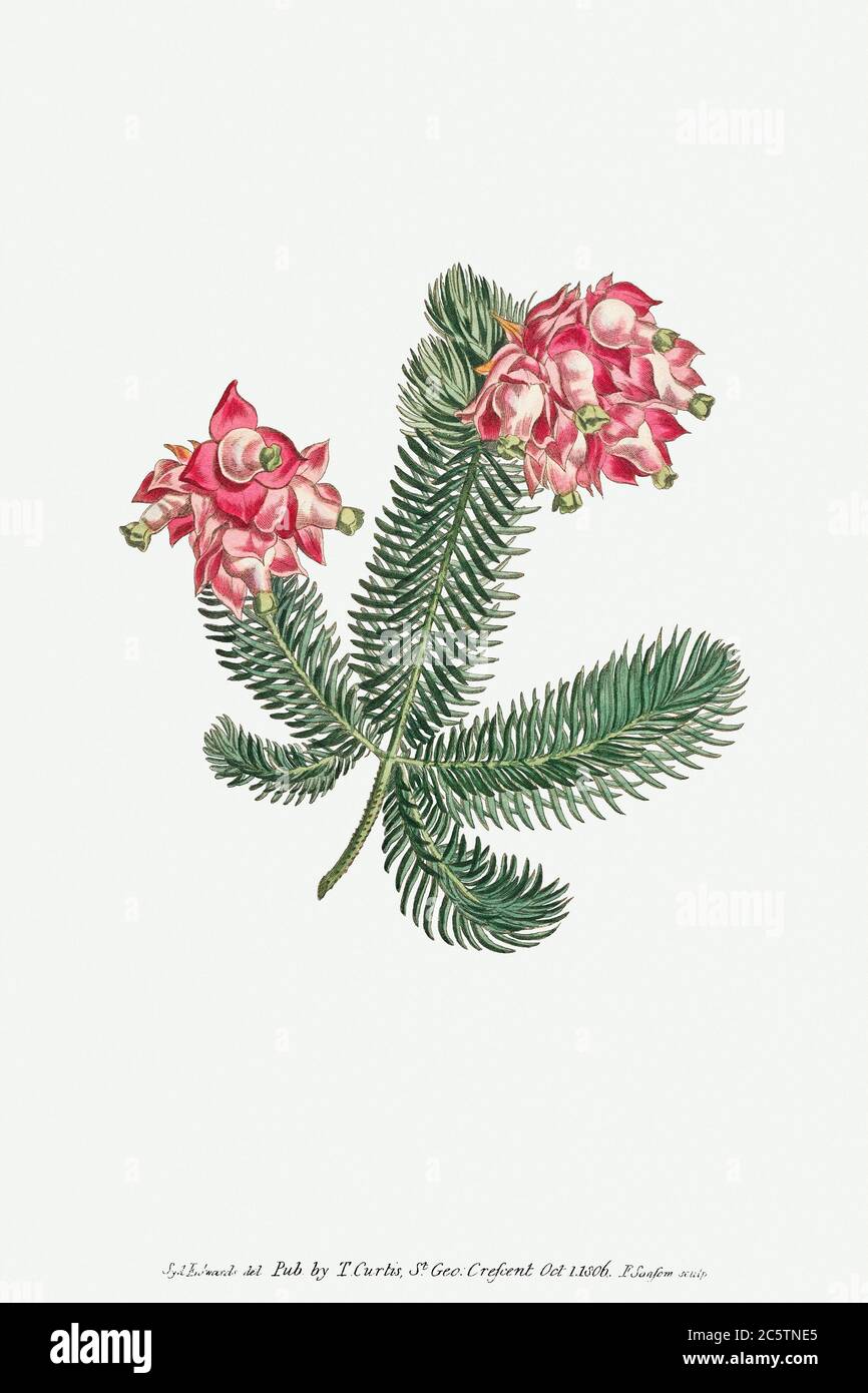 Francis sansom hi-res stock photography and images - Alamy