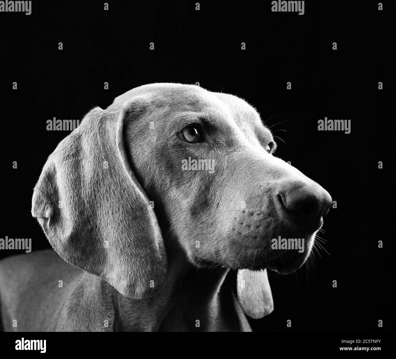 Studio dog portraits hi-res stock photography and images - Alamy