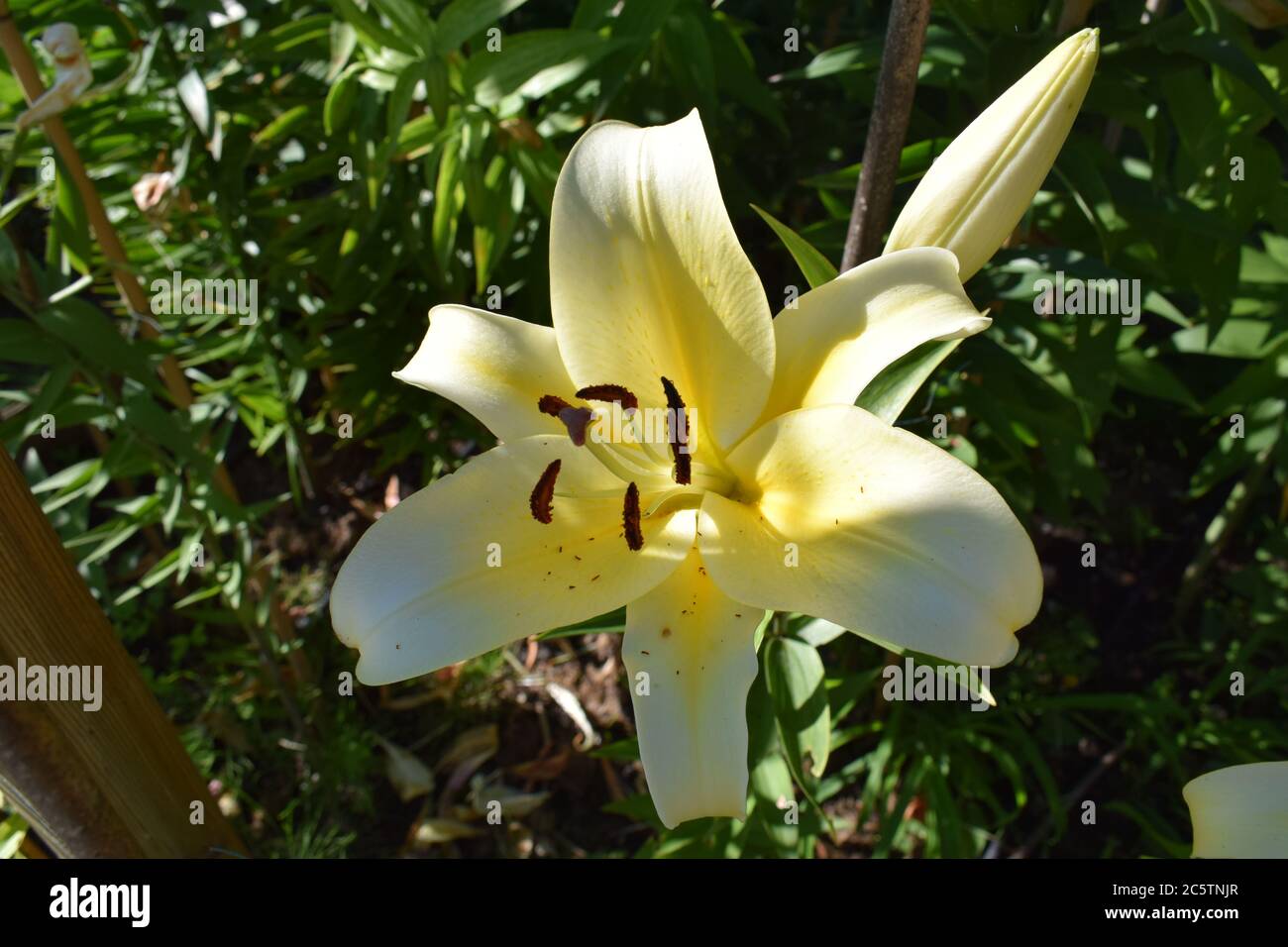 Lilium Conca d'Or Stock Photo - Alamy