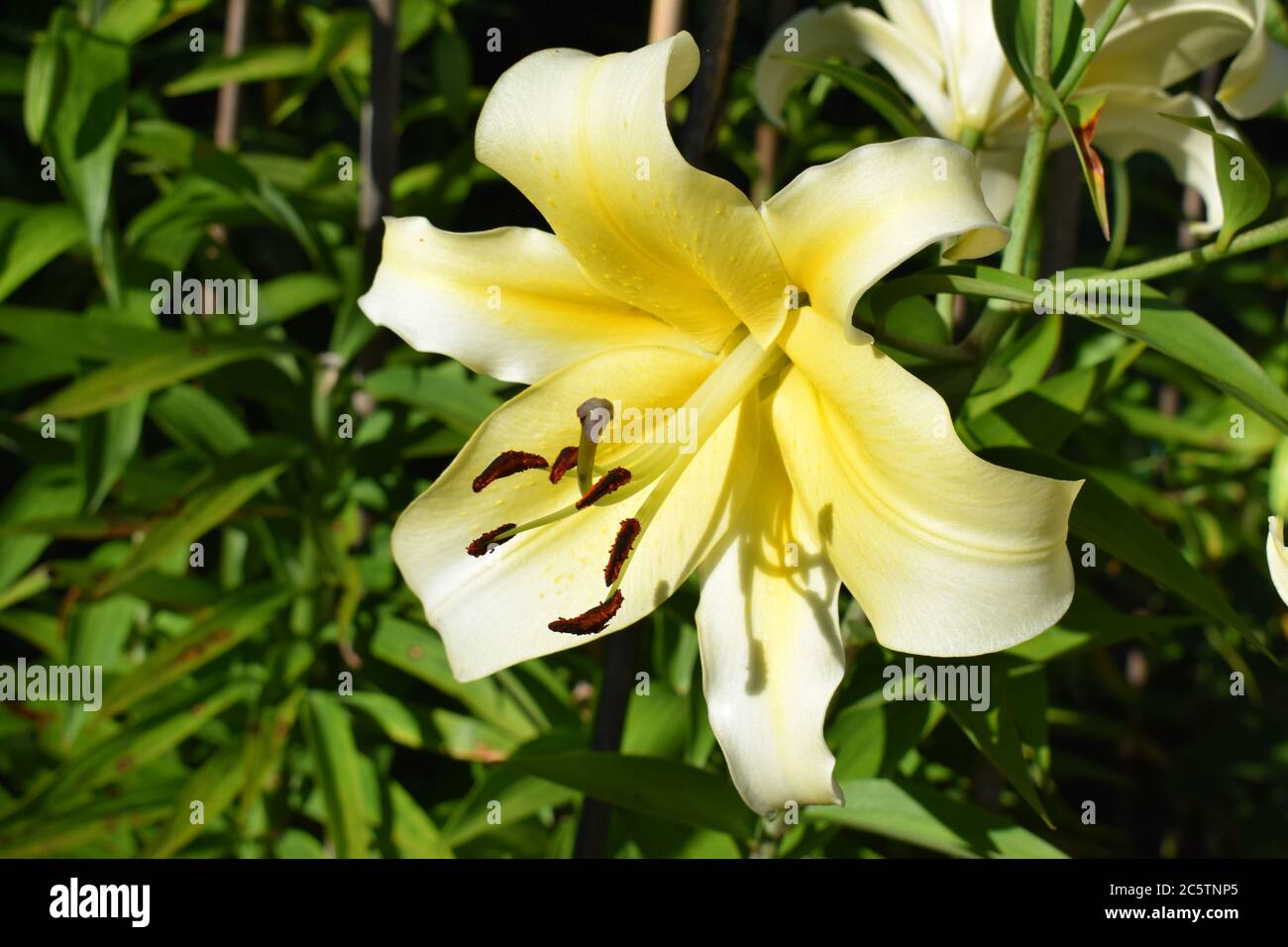 Lily 'conca d'or' hi-res stock photography and images - Alamy