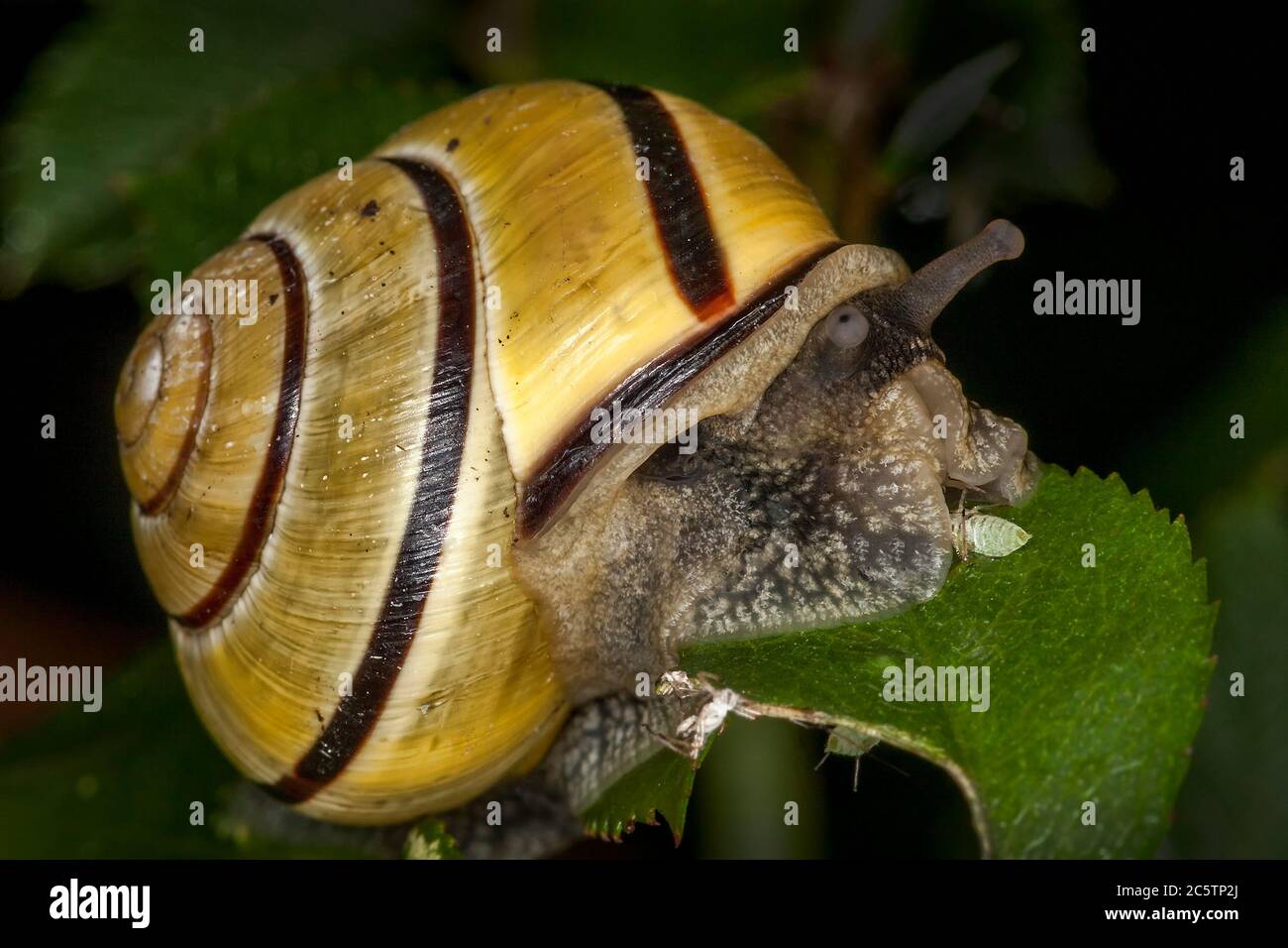 Mollusc gastropod hi-res stock photography and images - Alamy