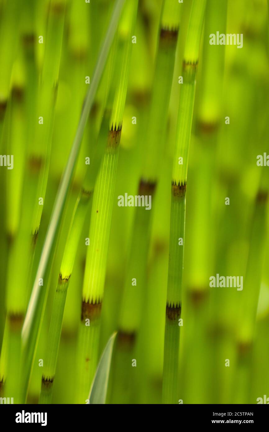Green grass stems Stock Photo - Alamy