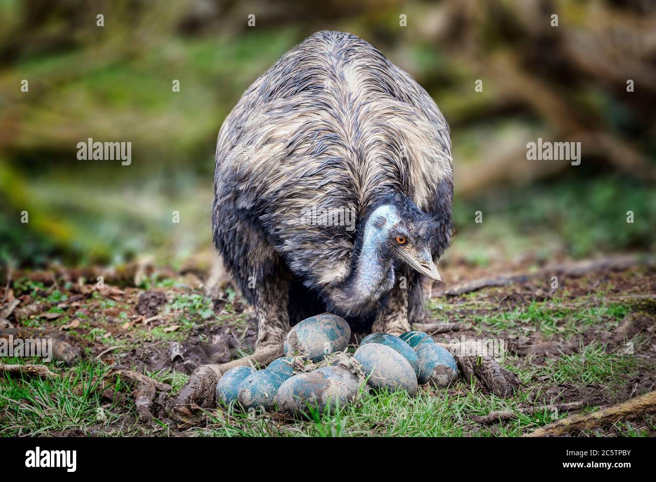 Emu eggs hi-res stock photography and images - Alamy