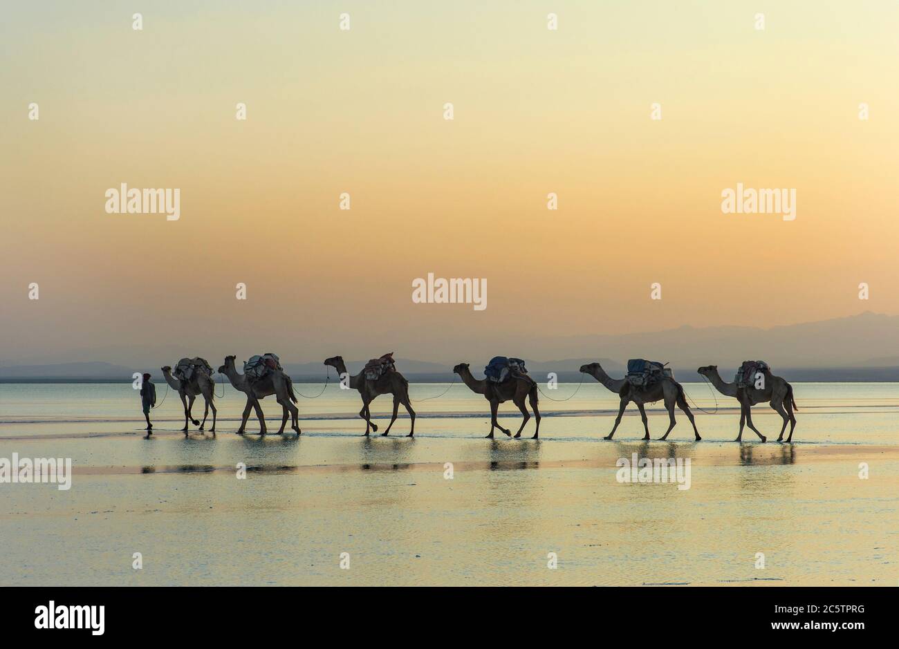 Caravan camels hi-res stock photography and images - Alamy