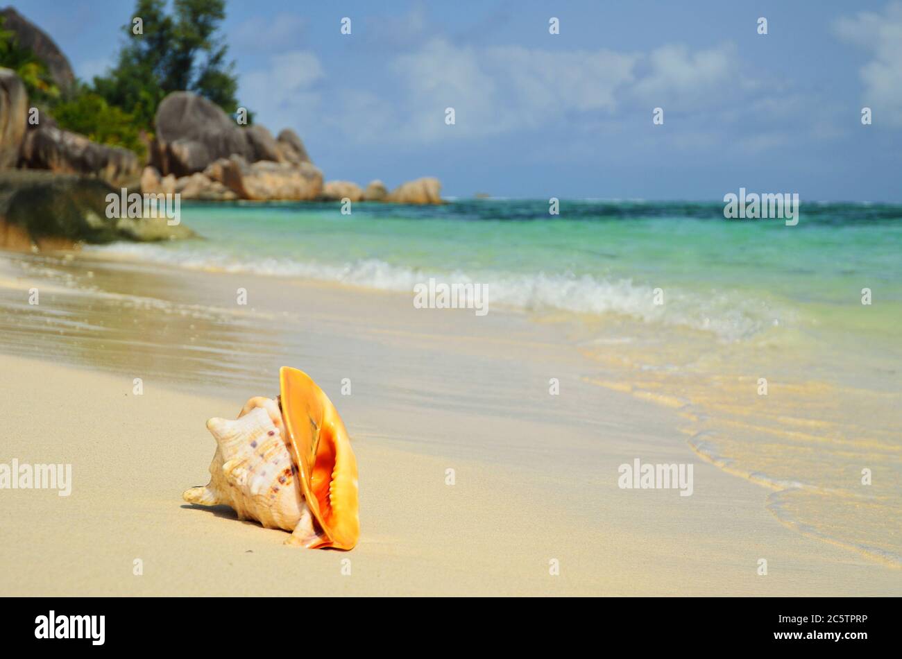 Shell on the granite rocky beaches on Seychelles islands. La Digue ...