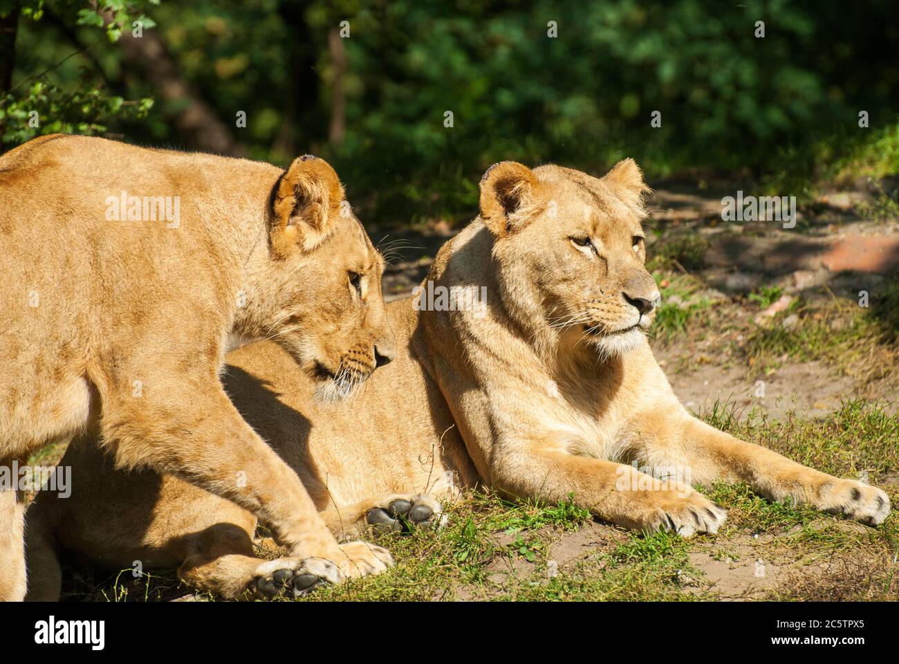 Lions in a Zoo Stock Photo - Alamy