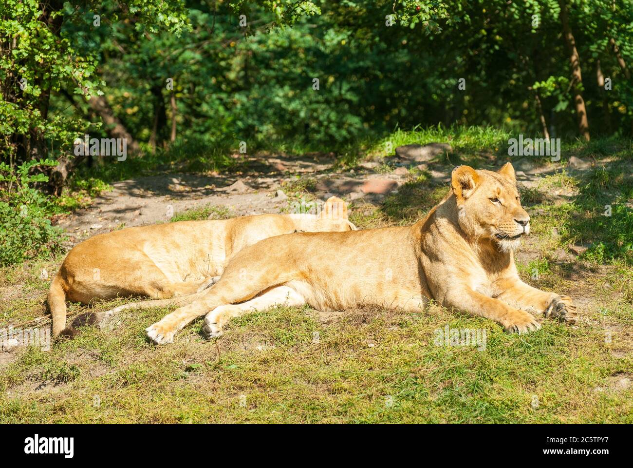Lions in a Zoo Stock Photo - Alamy