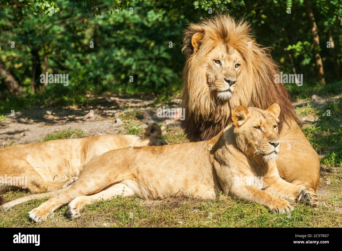 Lions in a Zoo Stock Photo - Alamy