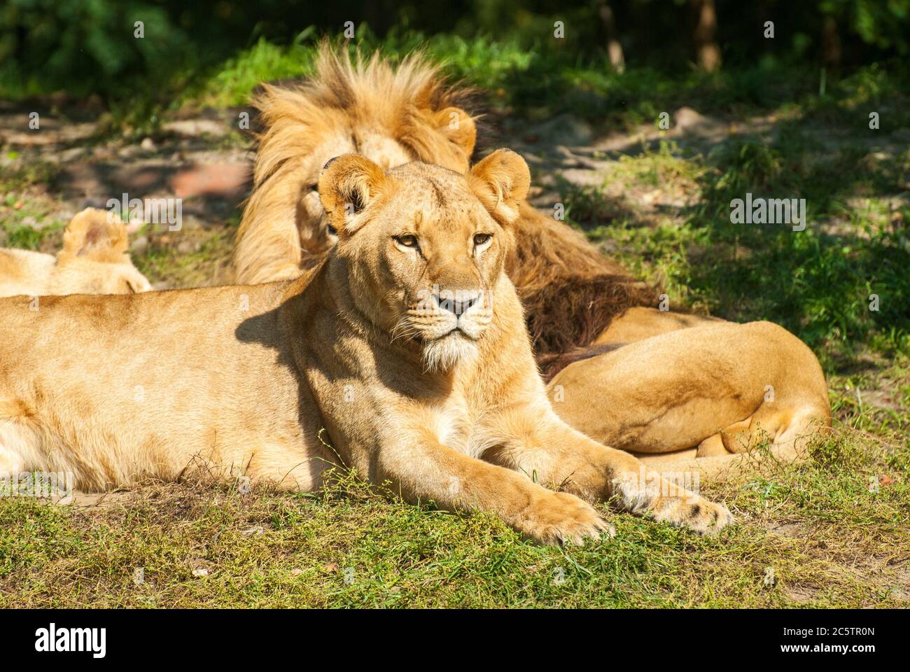 Lions in a Zoo Stock Photo - Alamy