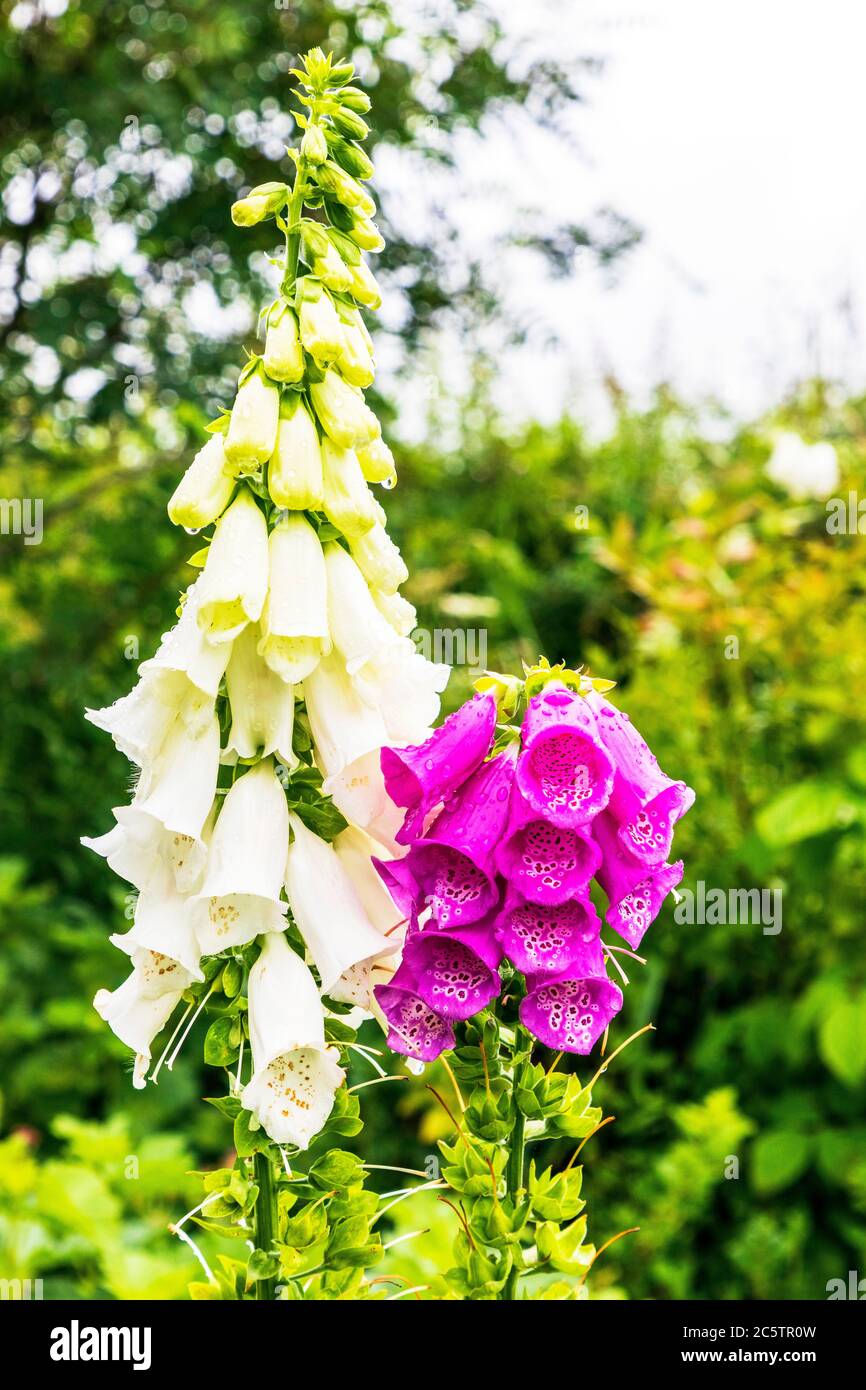 Beautiful Foxgloves High Resolution Stock Photography and Images - Alamy