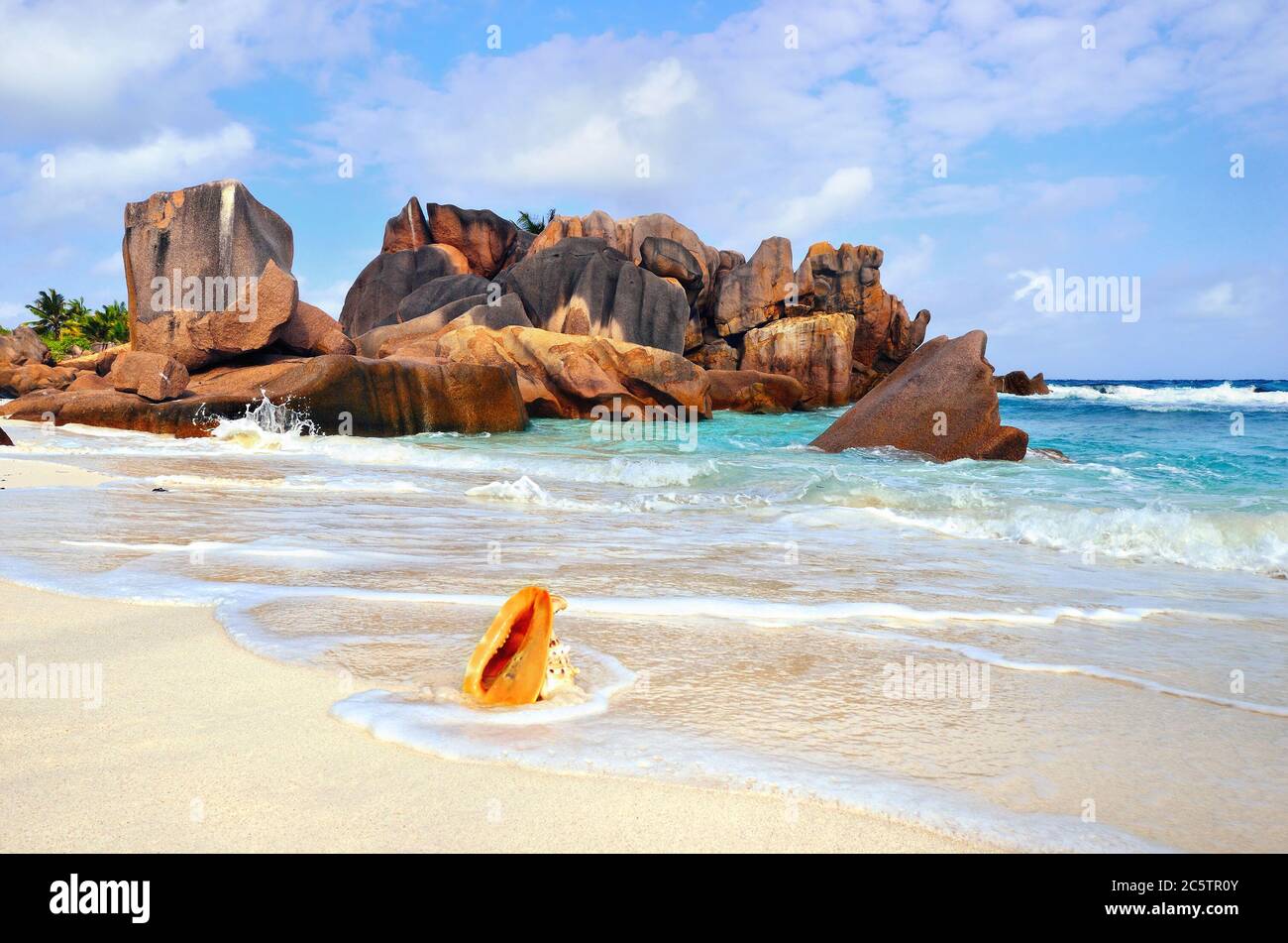 Big orange shell on the sandy beach against rocky background ...