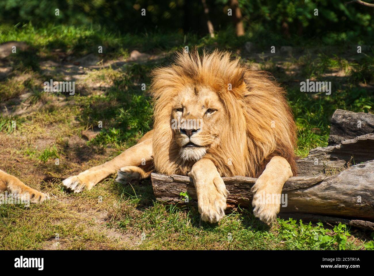 A picture of a lying lion Stock Photo - Alamy