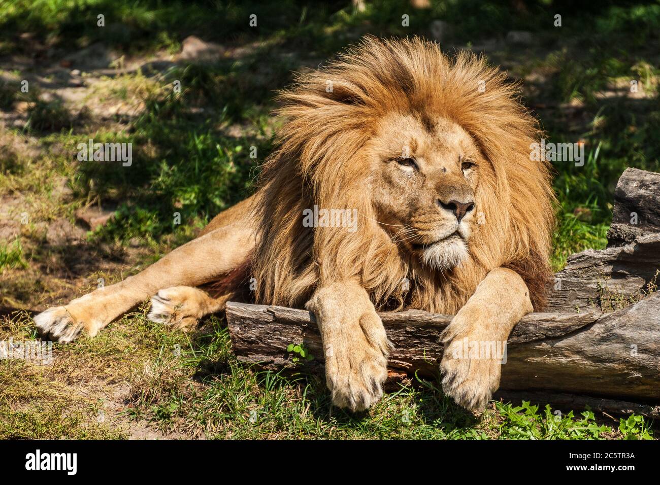 A picture of a lying lion Stock Photo - Alamy