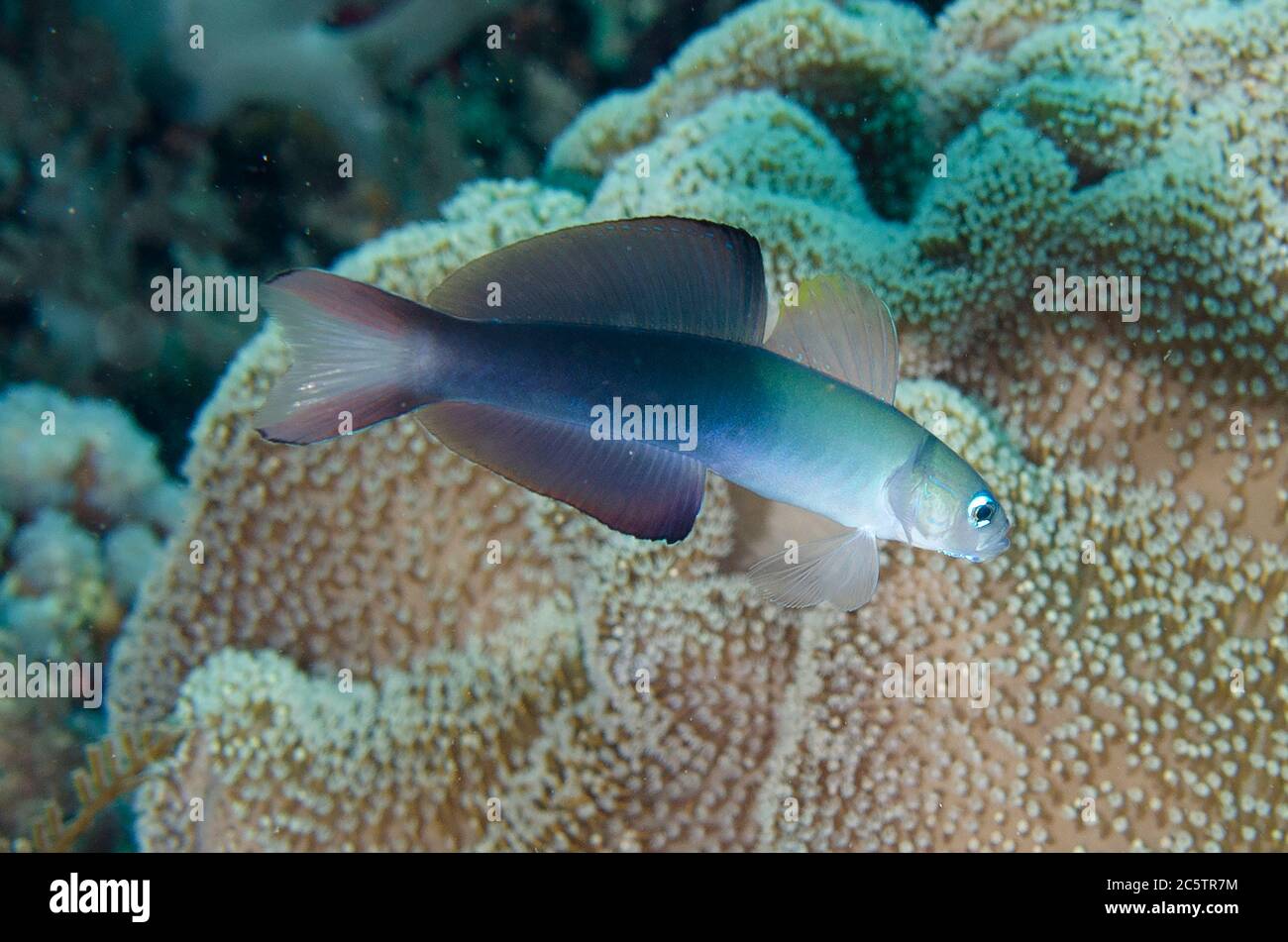 Twotone Dartfish, Ptereleotris evides, Batu Gosoh dive site, Bangka ...
