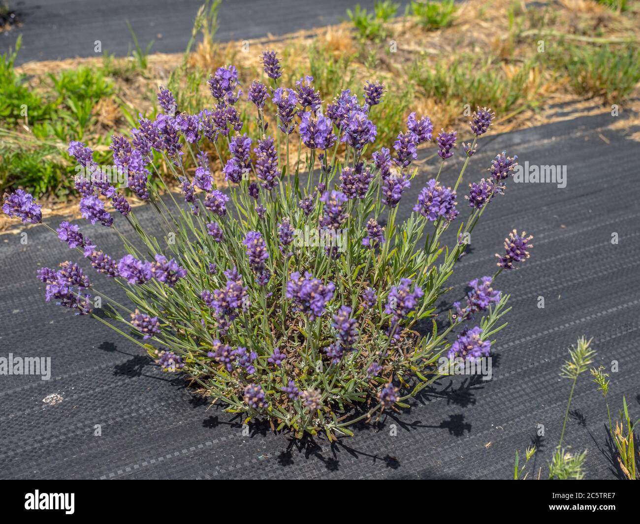 True lavender in an autumn plot. Lavandula angustifolia. Allocations in ...