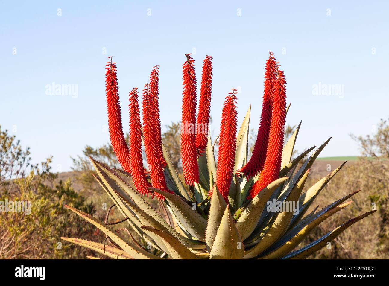 Aloe ferox hi-res stock photography and images - Alamy