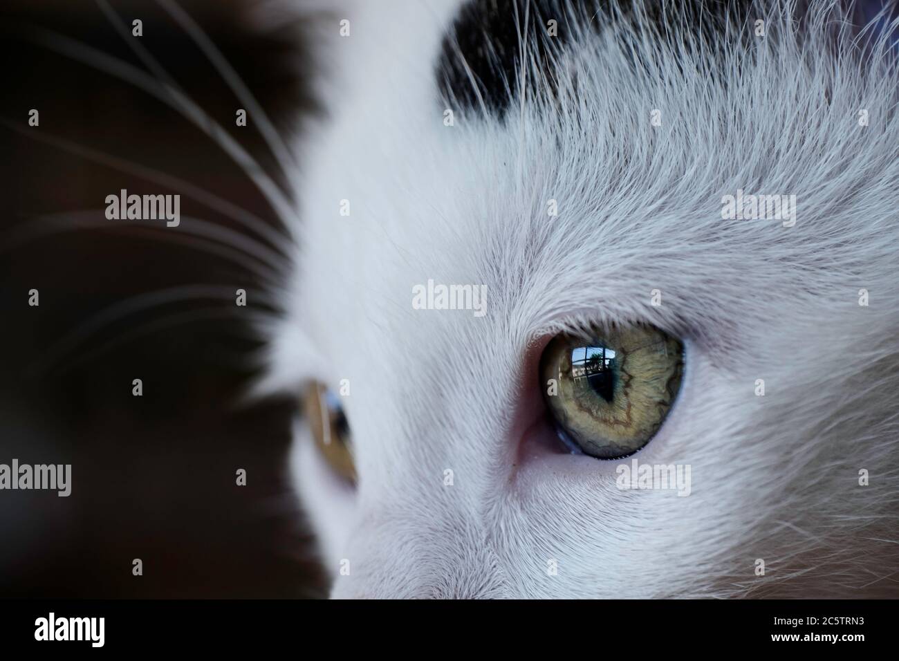 Close up of the yellow left eye of a black and white cat, with ...