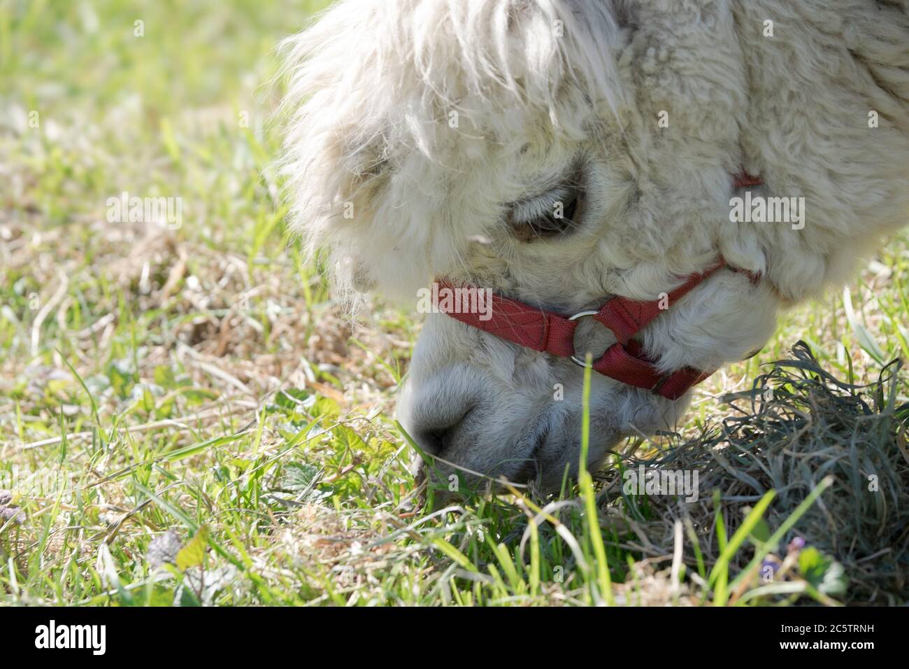 Llama halter hi-res stock photography and images - Alamy