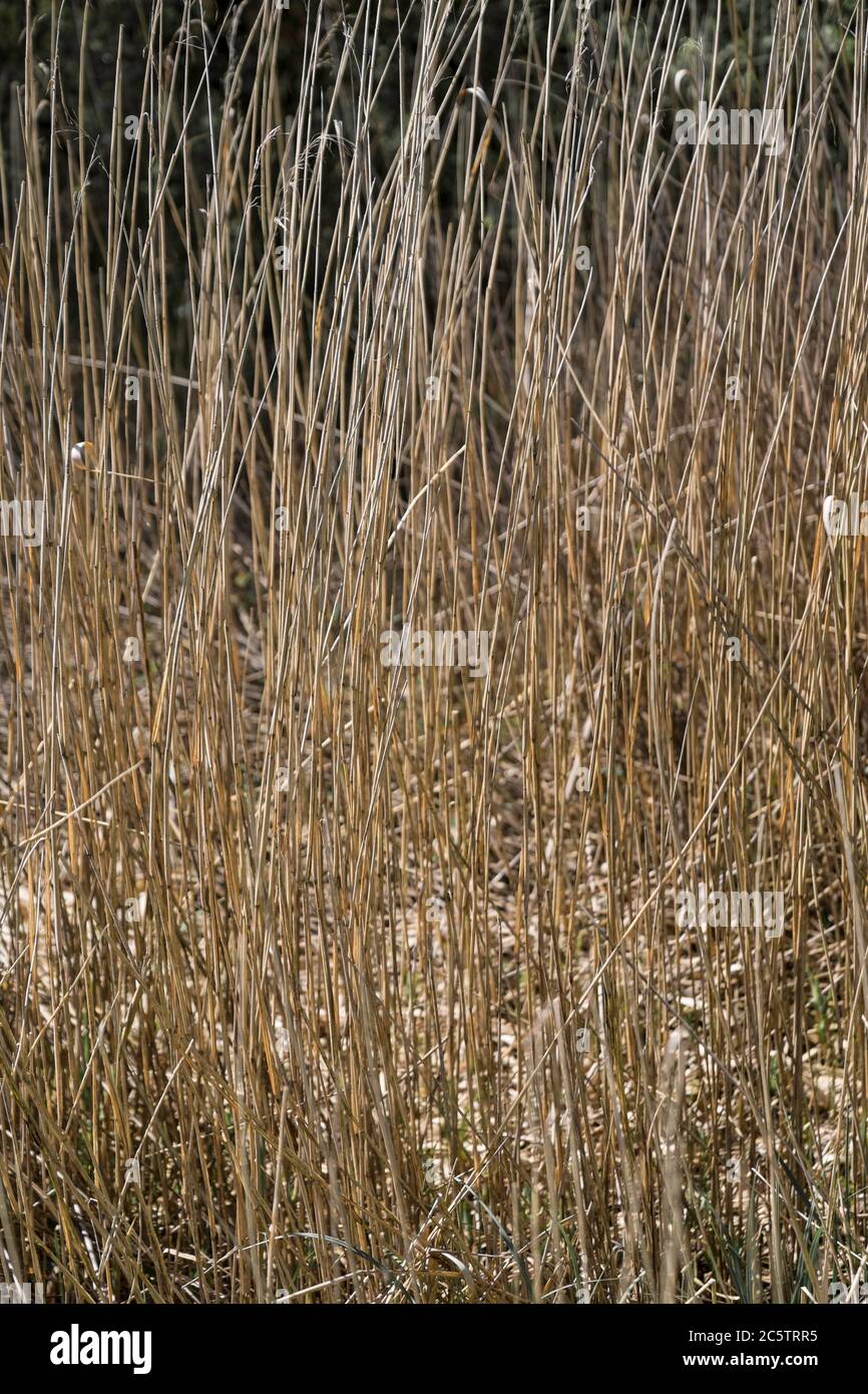 Vertical image with golden reed Stock Photo - Alamy