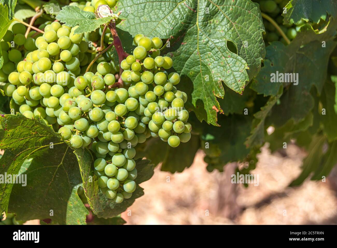 Large clusters of unripe grapes close-up in green foliage in a vineyard ...