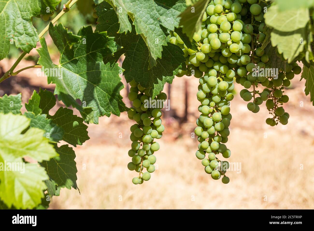 Vine plant with green clusters and leaves hi-res stock photography and ...