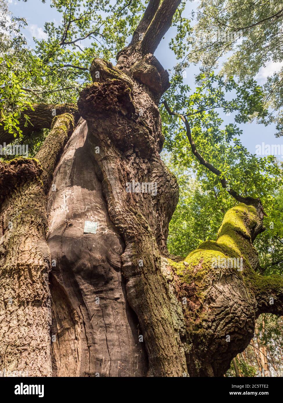 Bartek Mazowiecki oak near the Mienia river. It is almost 25 meters ...