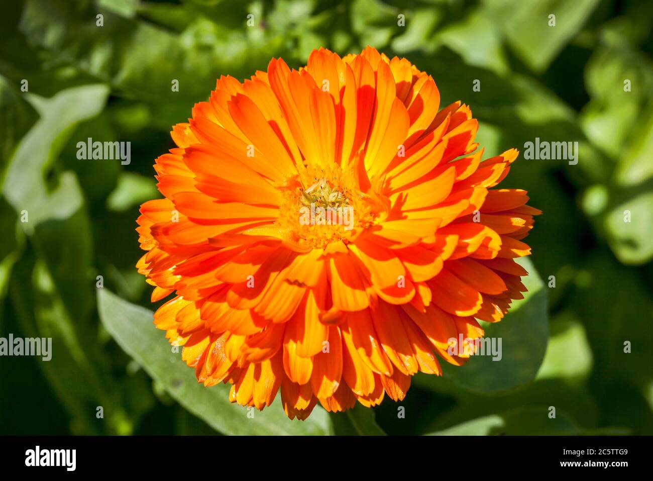 Calendula officinalis 'Geisha Girl' a yellow springtime summer annual ...