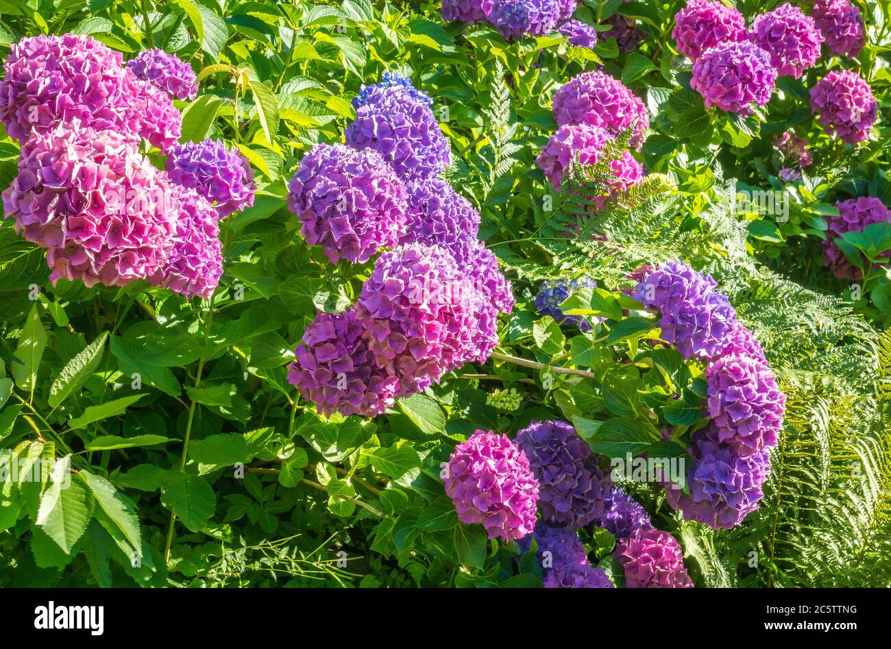 Hydrangea macrophylla 'Sibilla'. Purple flowers of Hortensia. Botanical ...