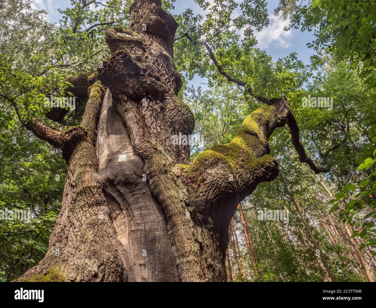Bartek Mazowiecki oak near the Mienia river. It is almost 25 meters ...
