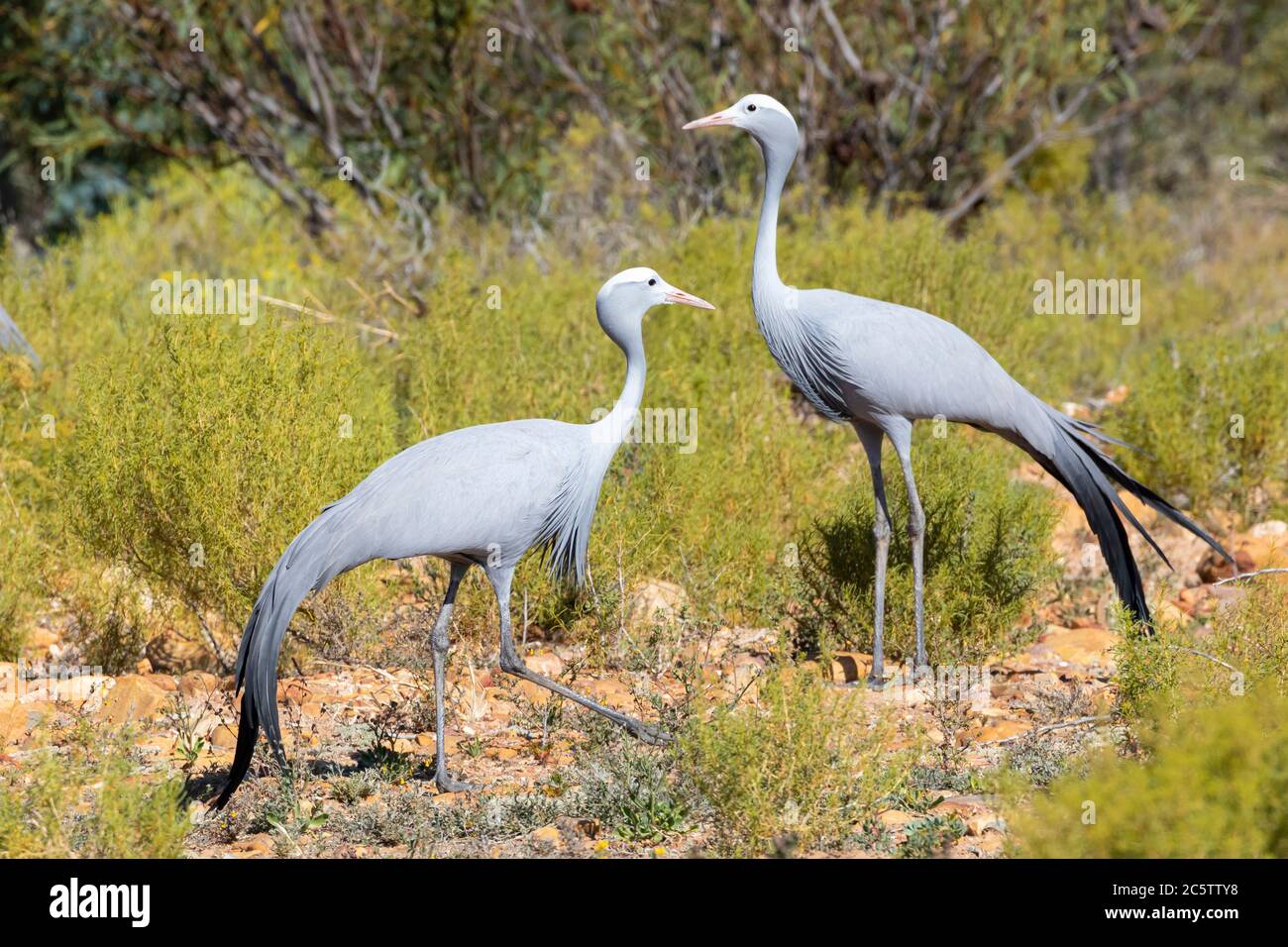 Blue Crane, Stanley Crane or Paradise Crane (Anthropoides paradiseus ...