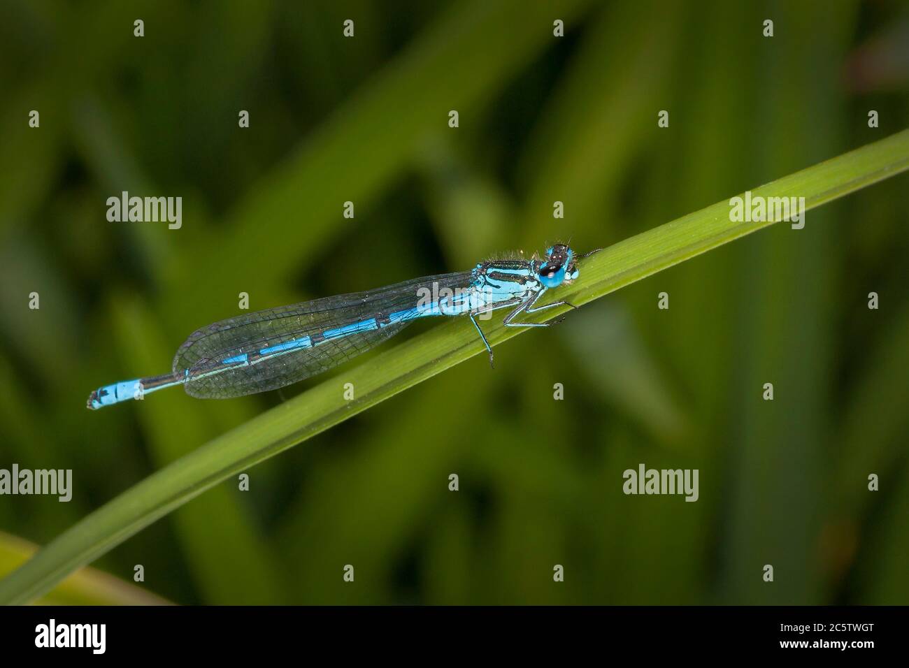 Azure Damselfly insect resting in a dragonfly springtime summer garden ...