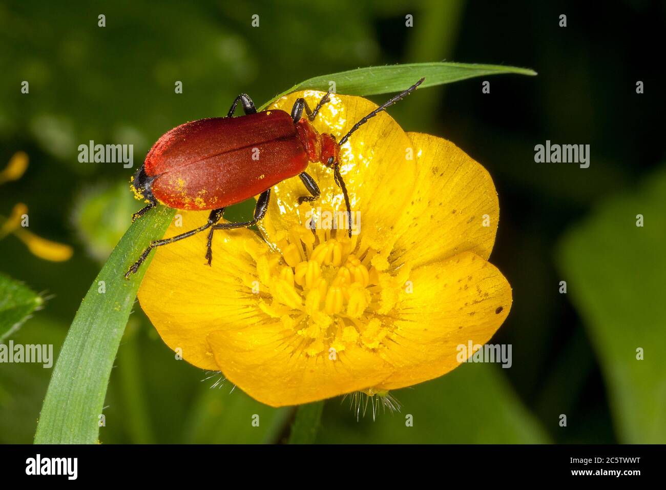 Cardinal beetle (pyrochroa coccinea) a red headed insect which is ...