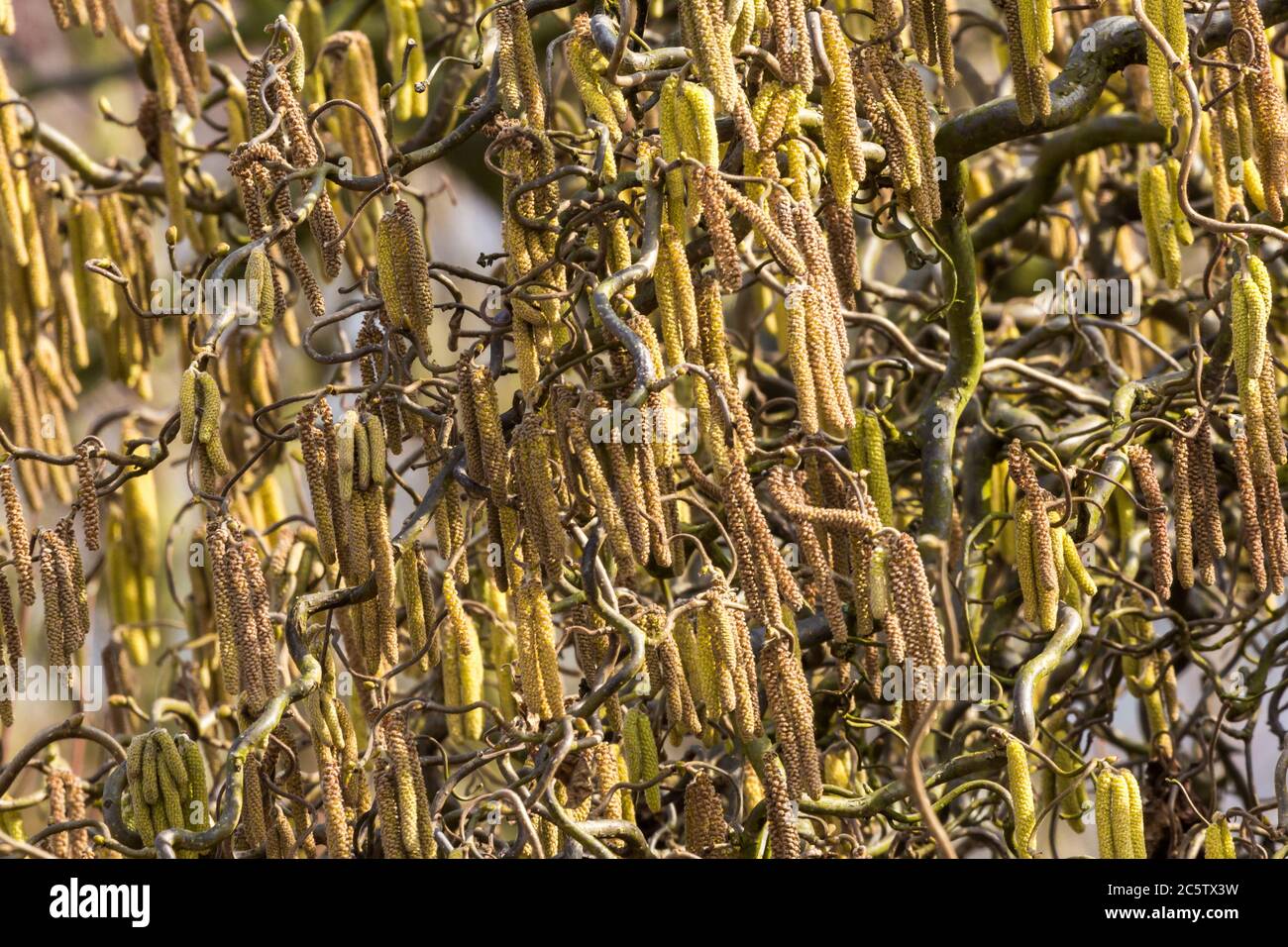 Hazel garden hi-res stock photography and images - Alamy