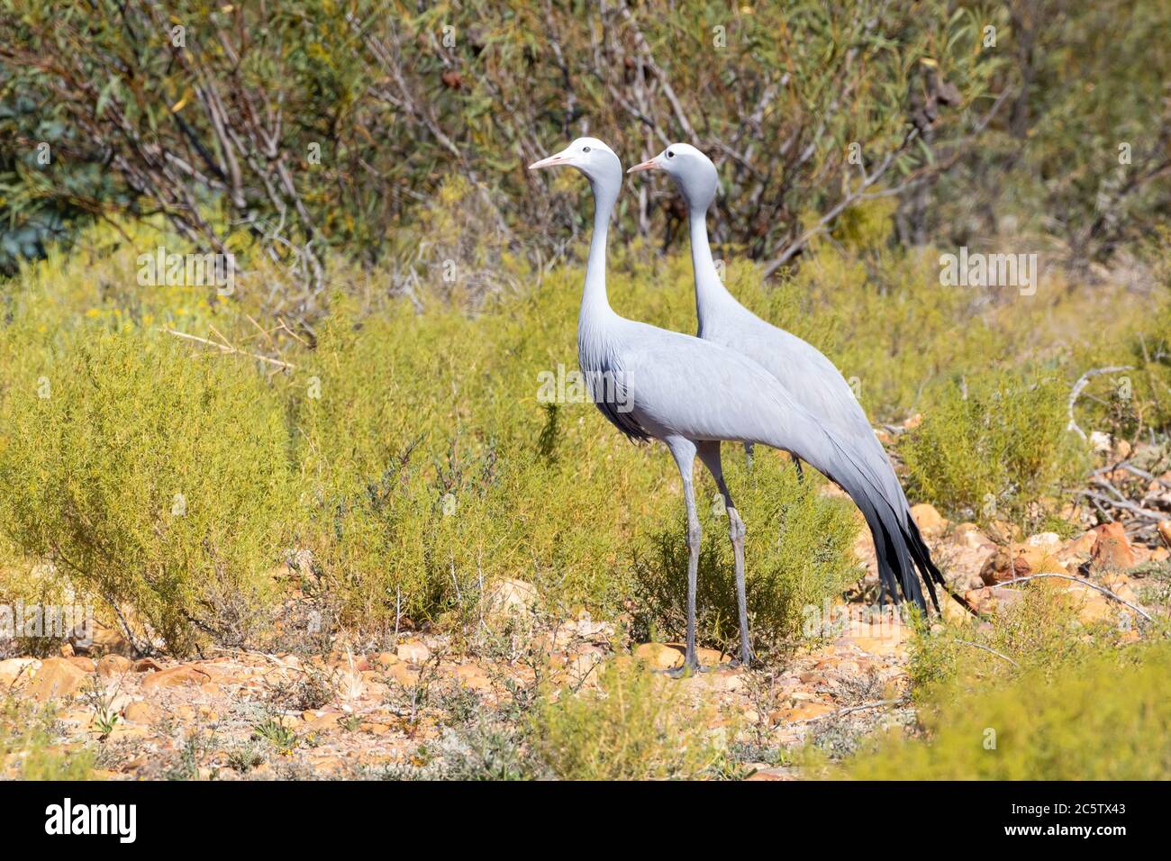 Blue crane africa pair hi-res stock photography and images - Alamy