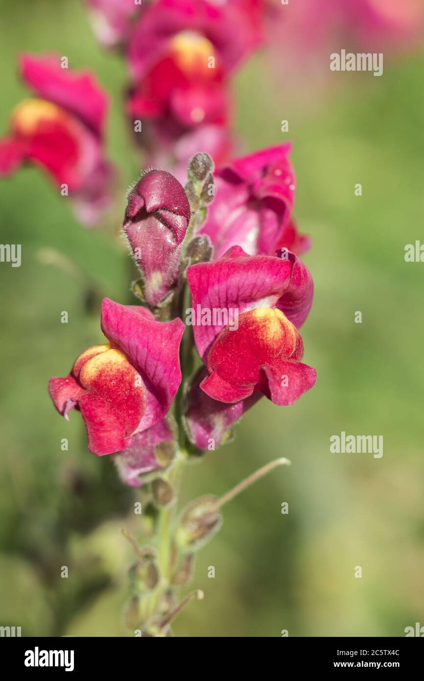 Dragon flower hi-res stock photography and images - Alamy