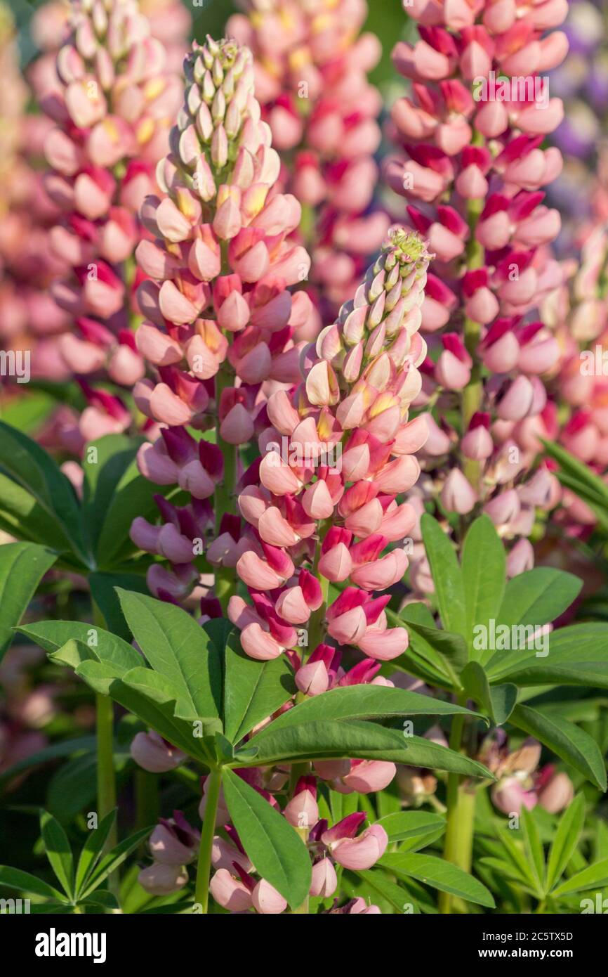 Garden lupine hi-res stock photography and images - Alamy