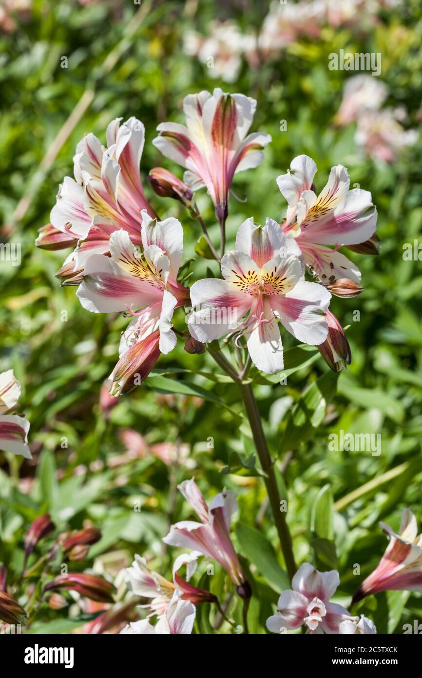 Blushing bride hi-res stock photography and images - Alamy