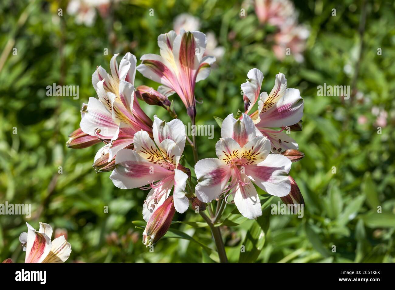 Alstroemeria 'Blushing Bride' also known as Peruvian Lily Stock Photo ...