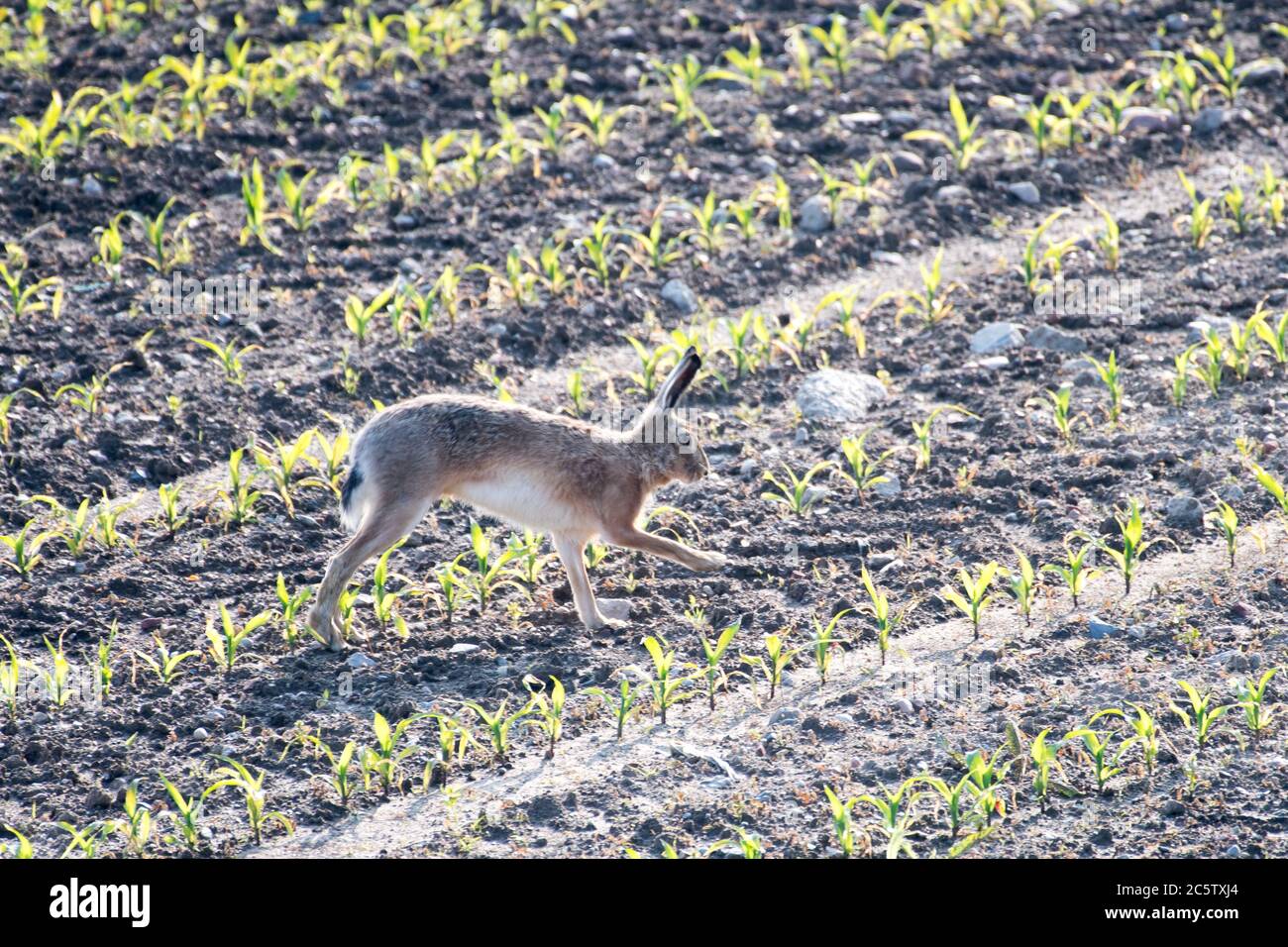 Rabbit. June 11th 2020 © Wojciech Strozyk / Alamy Stock Photo *** Local ...