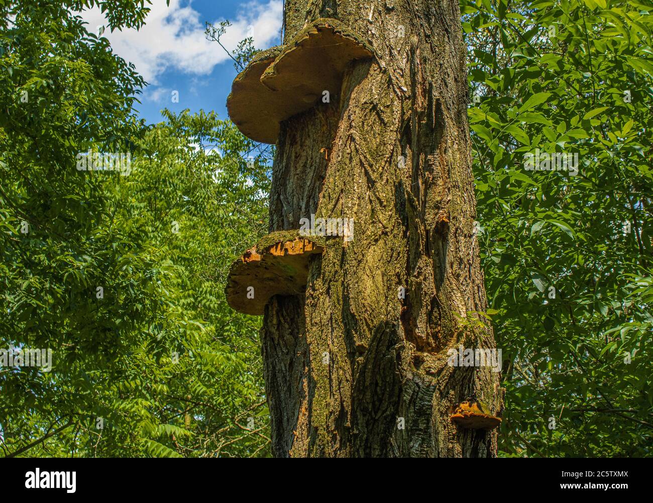 Tree Trunk with Shelf Fungi During Summer with Lush Green Forest in the ...