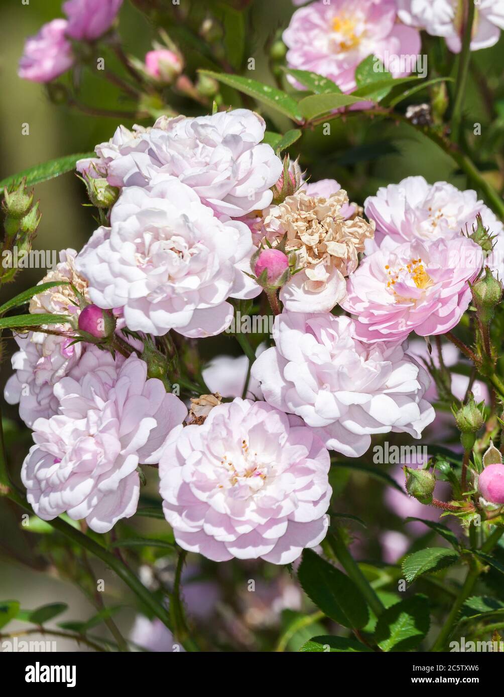 Rosa little rambler rose hi-res stock photography and images - Alamy