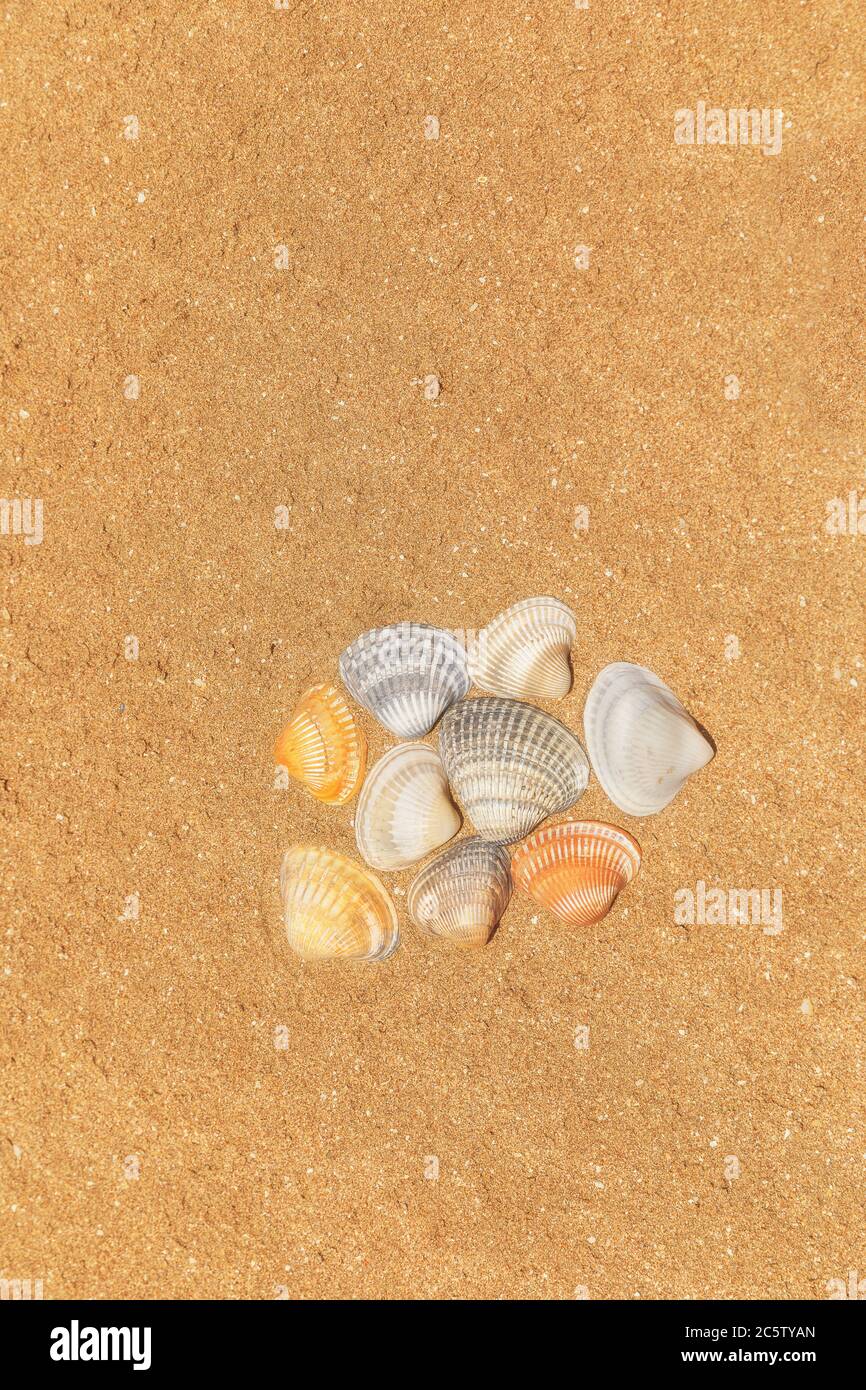 Multi-colored shells lying on the golden sand of the beach Stock Photo ...