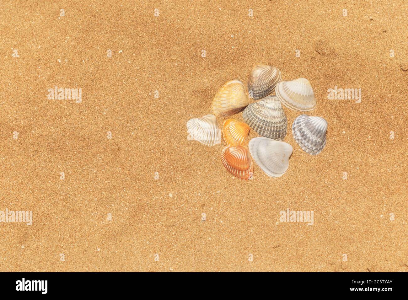 Multi-colored shells lying on the golden sand of the beach Stock Photo ...