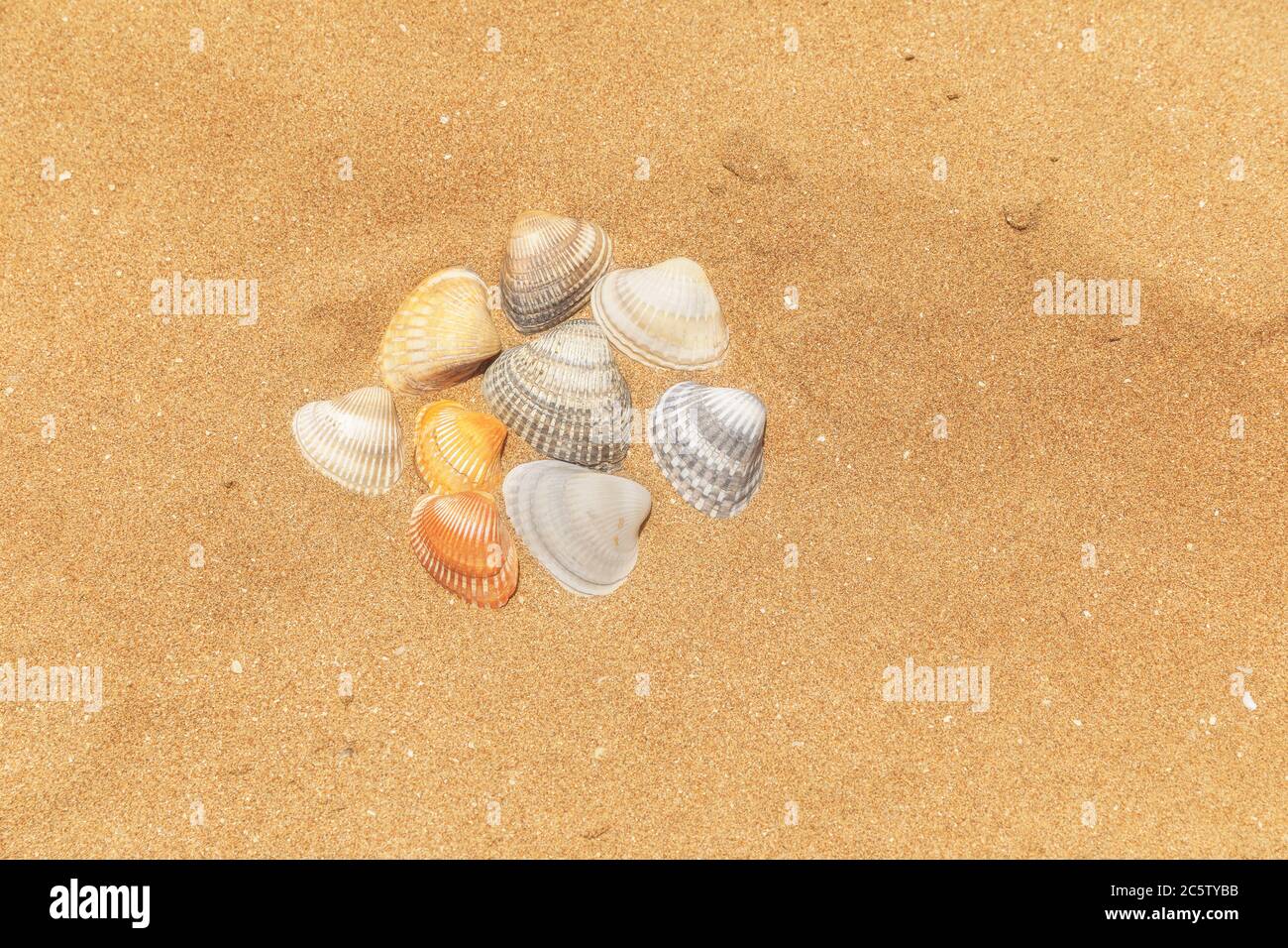 Multi-colored shells lying on the golden sand of the beach Stock Photo ...